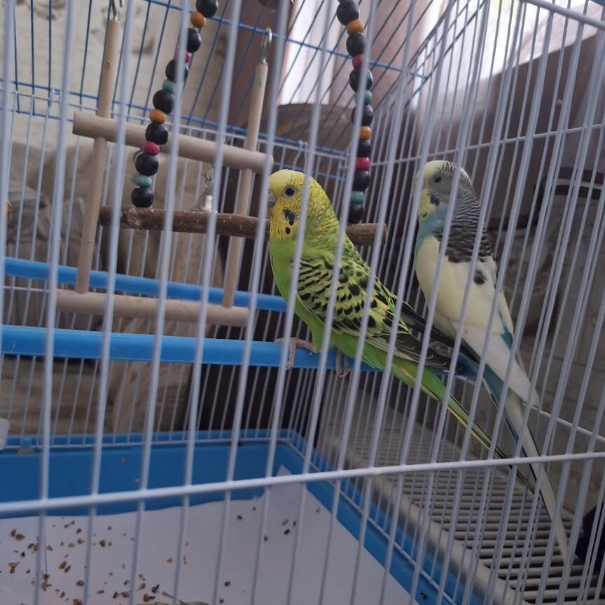 Волнистый попугай