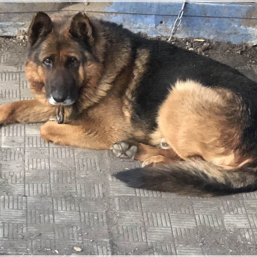 Немецкая овчарка, взрослый пёс