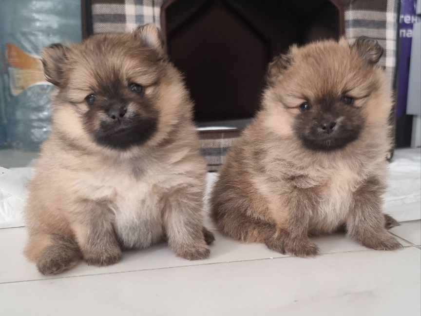 Померанский шпиц щеночки