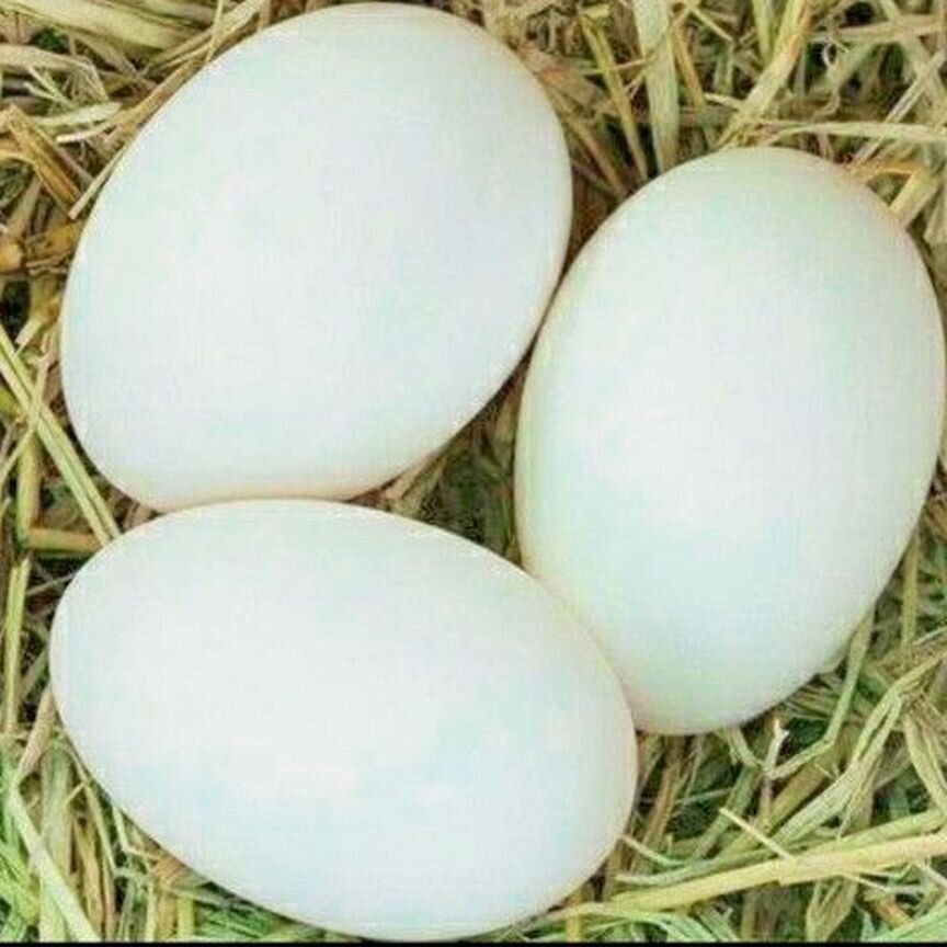 Яйца гусиные