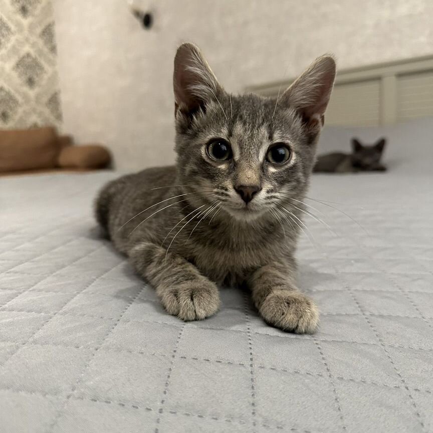 Котята Метисы в добрые руки