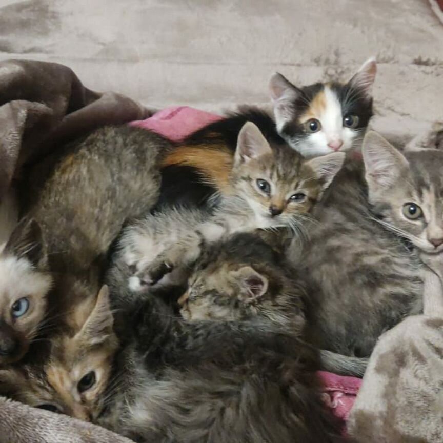 Котята в добрые руки