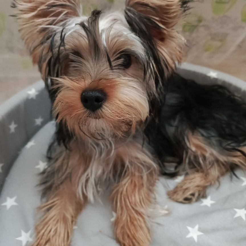 Йоркширский терьер