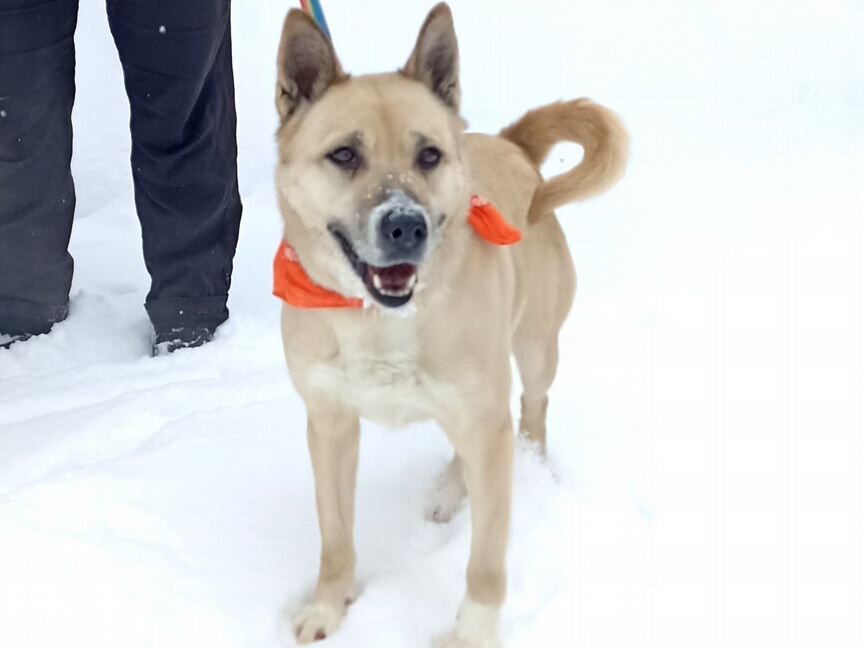 Сандре нужен дом