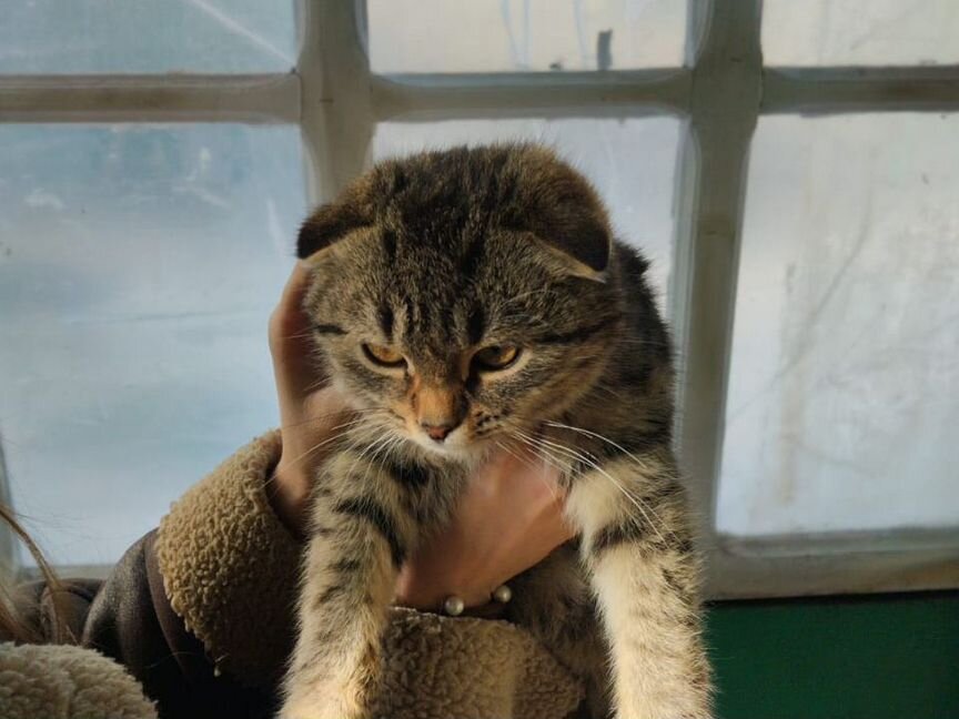 Шотландская вислоухая