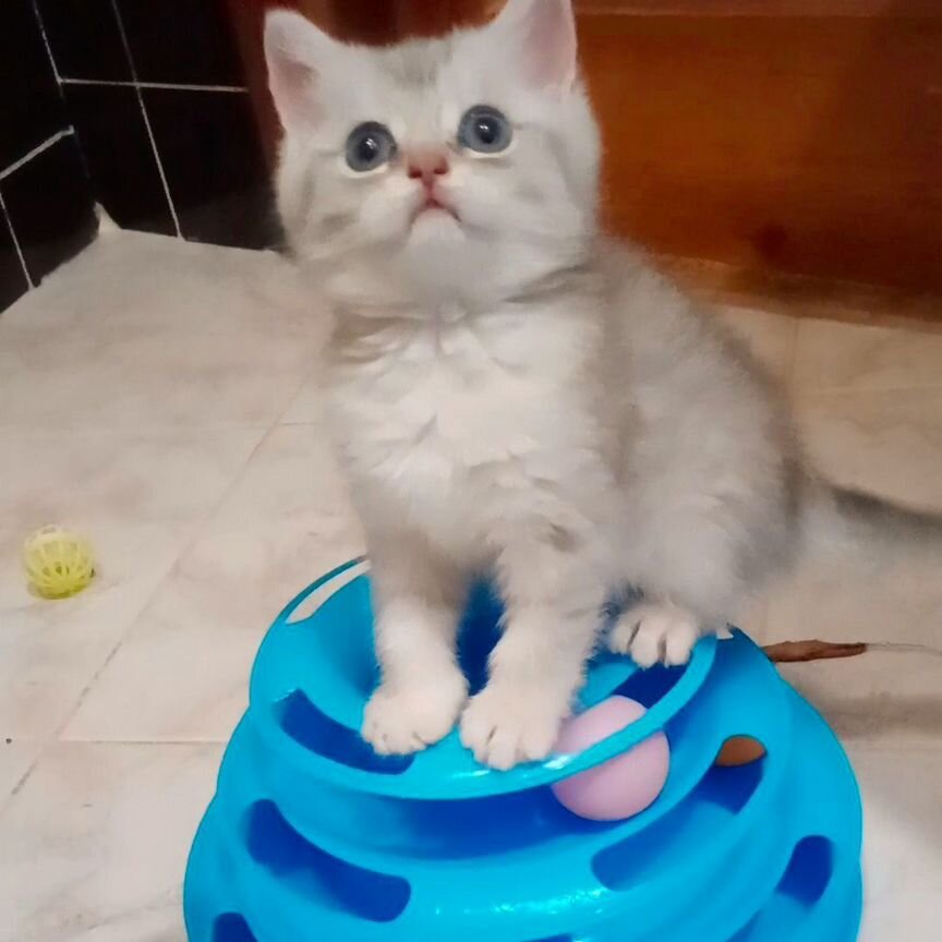 Котята-шиншиллята