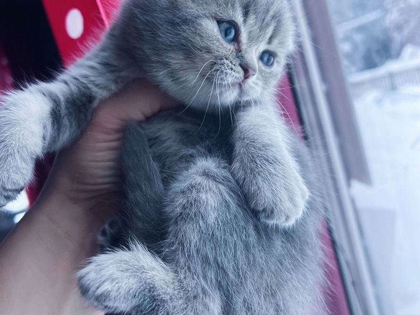 Шотландская малышка 2,5 месяца