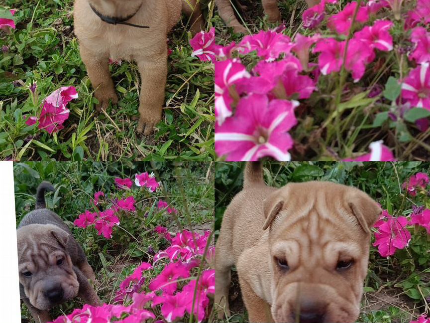 Собаки щенки шарпей