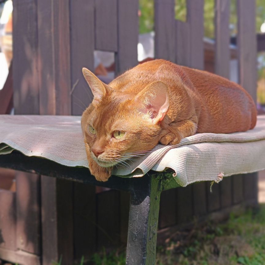 Абесинская кошка