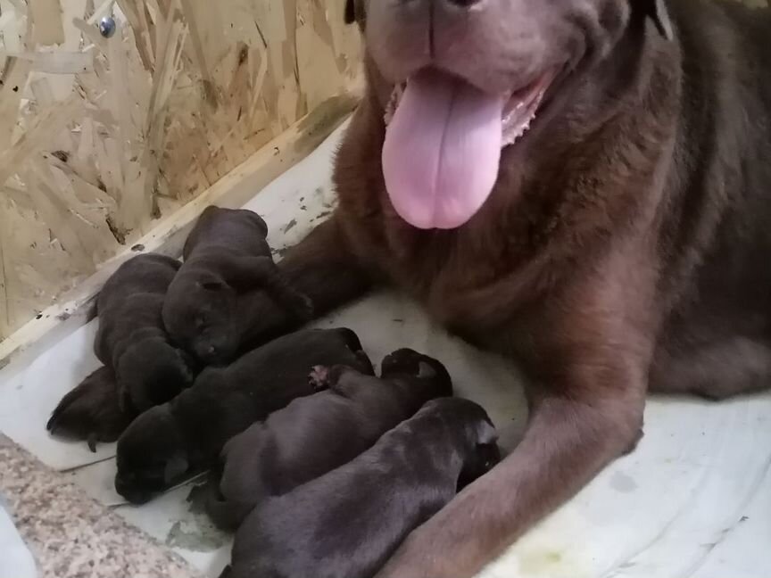 Щенки лабрадора шоколадные