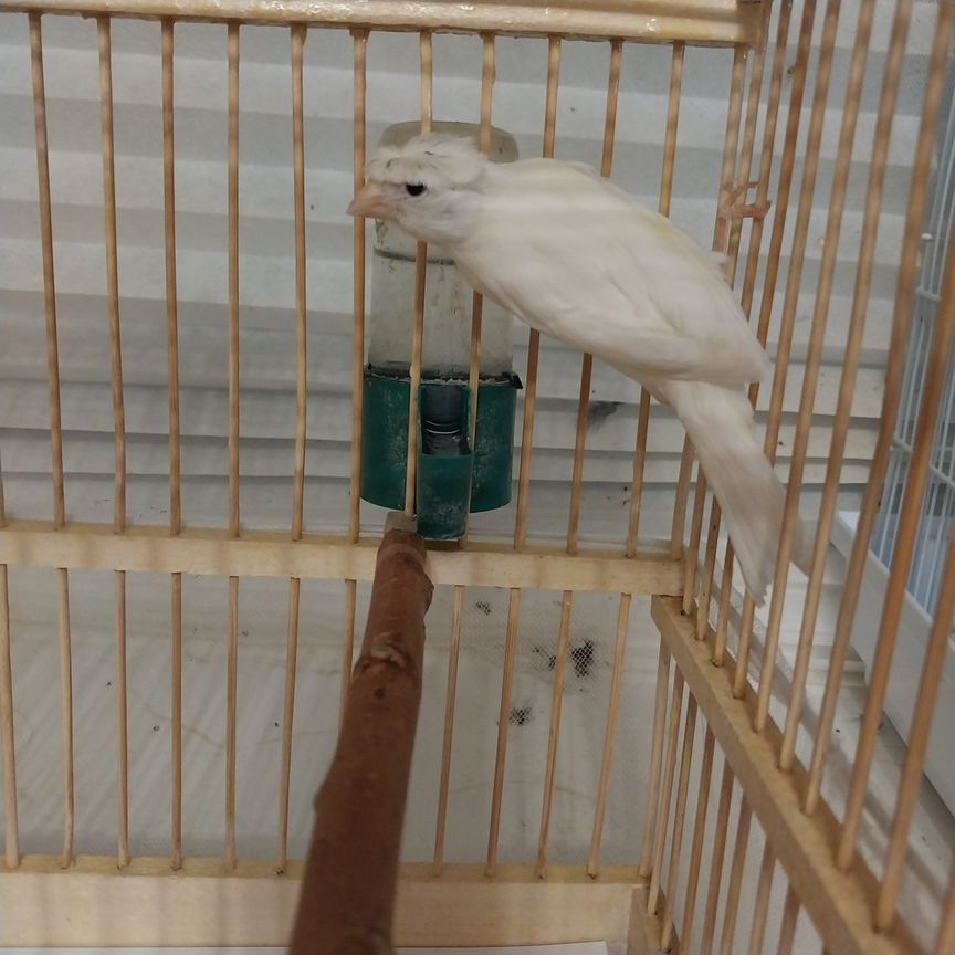 Канарейка самка