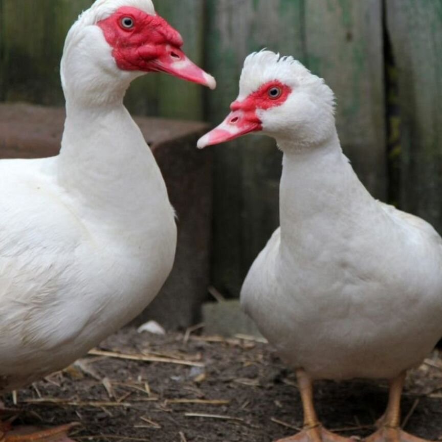 Мускусные утки