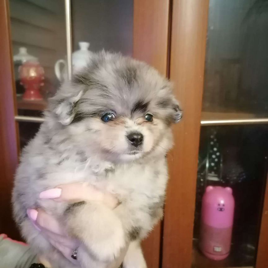 Щенки шпица