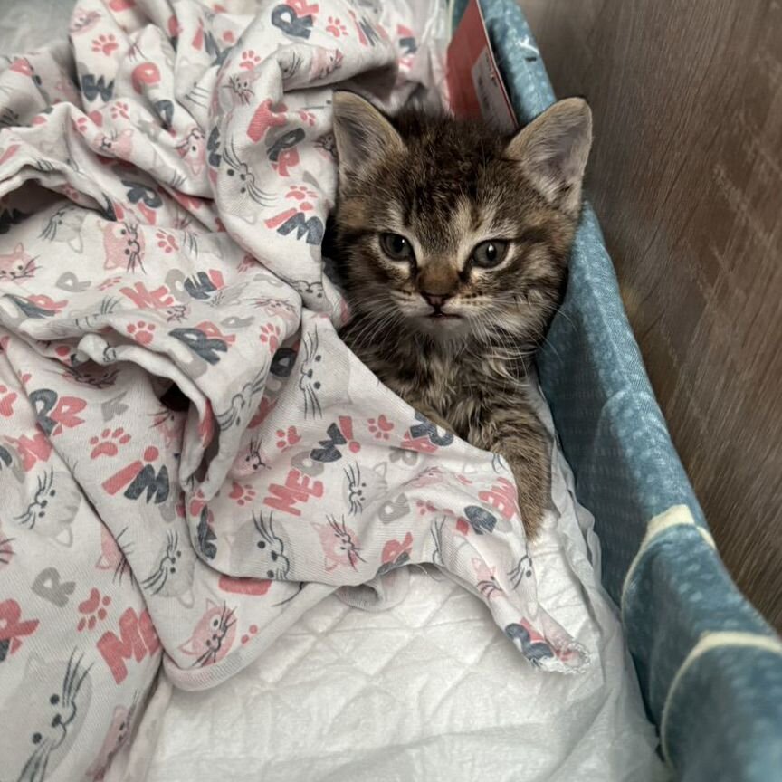 Котенок в добрые руки