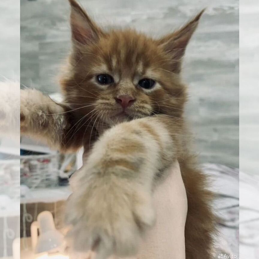 Мейн-кун котёнок