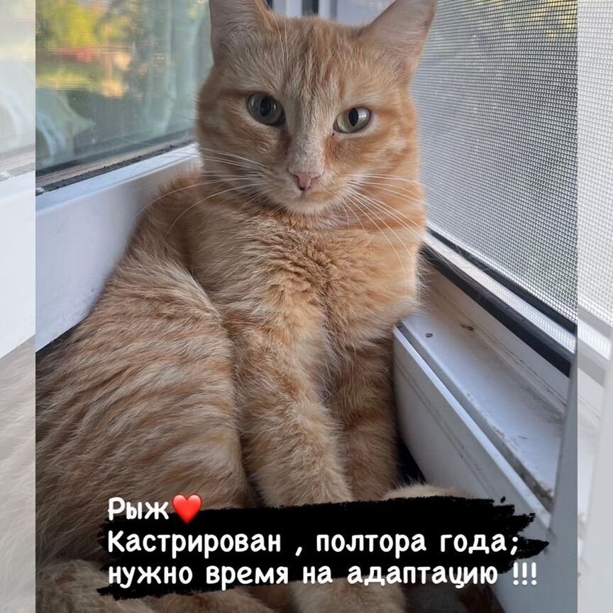 Котенку нужен дом