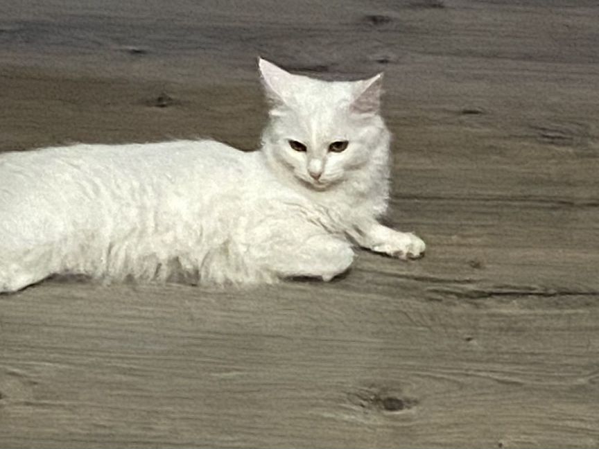 Кошечка