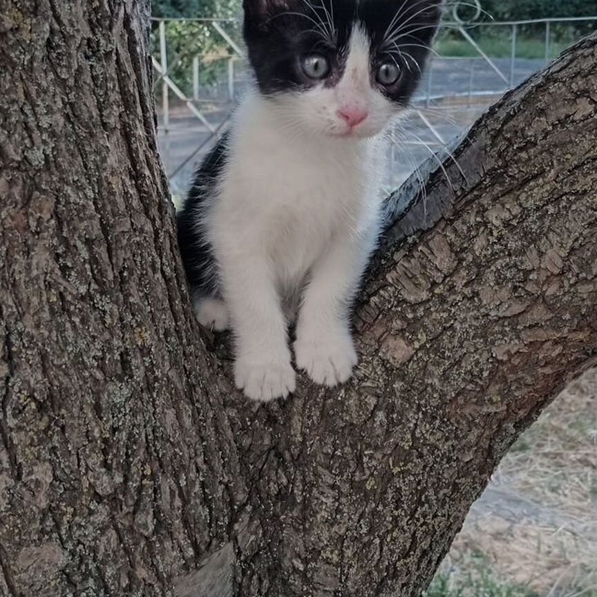 Котик в добрые руки Ленинский район, Феодосия, Кер