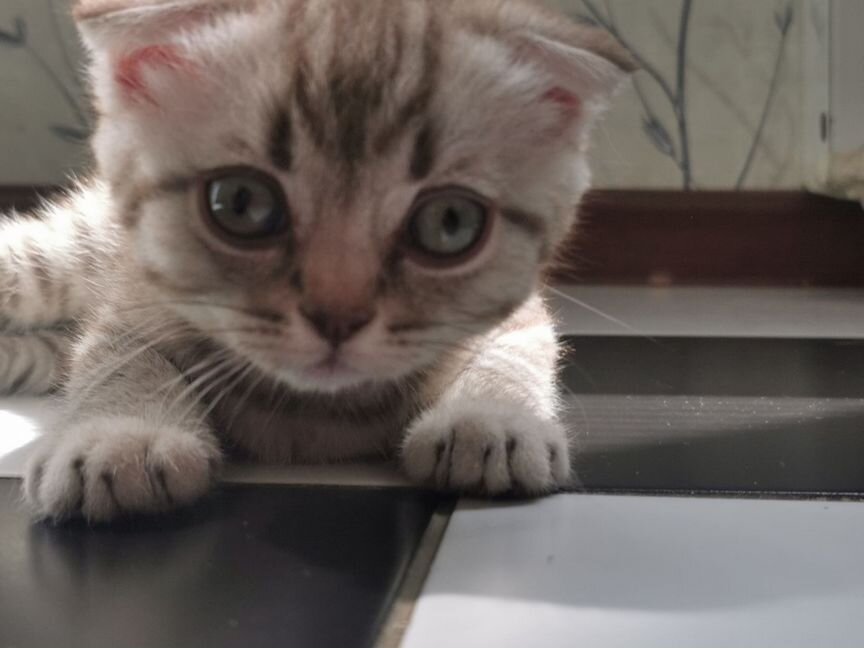 Вислоухий шотландец