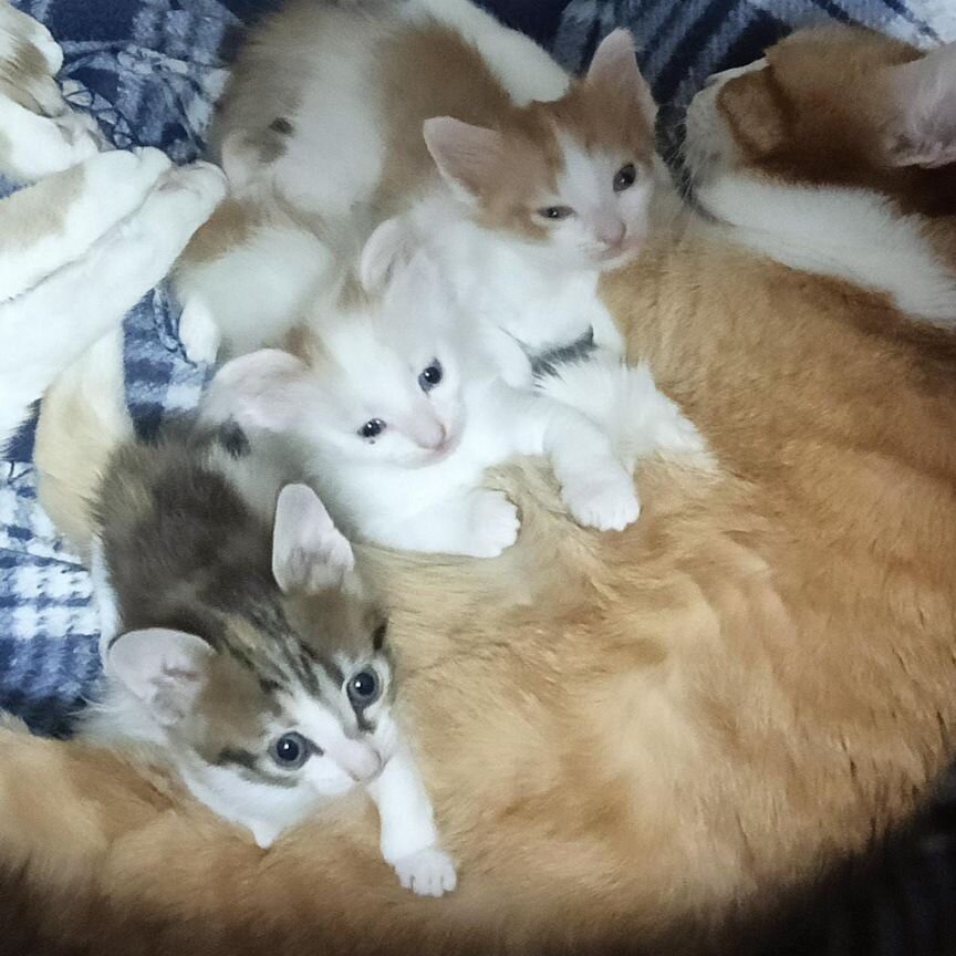 Отдам бесплатно котят,ко всему приучены,не гадят