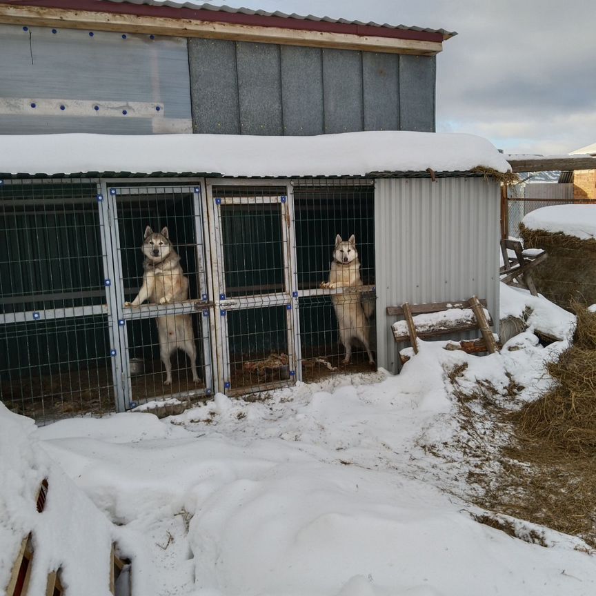 Западно сибирская лайка