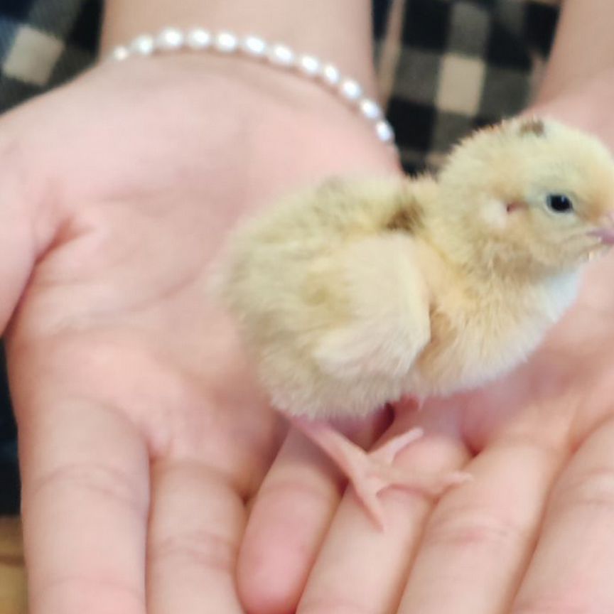 Перепела суточные