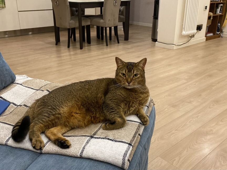 Котики бесплатно