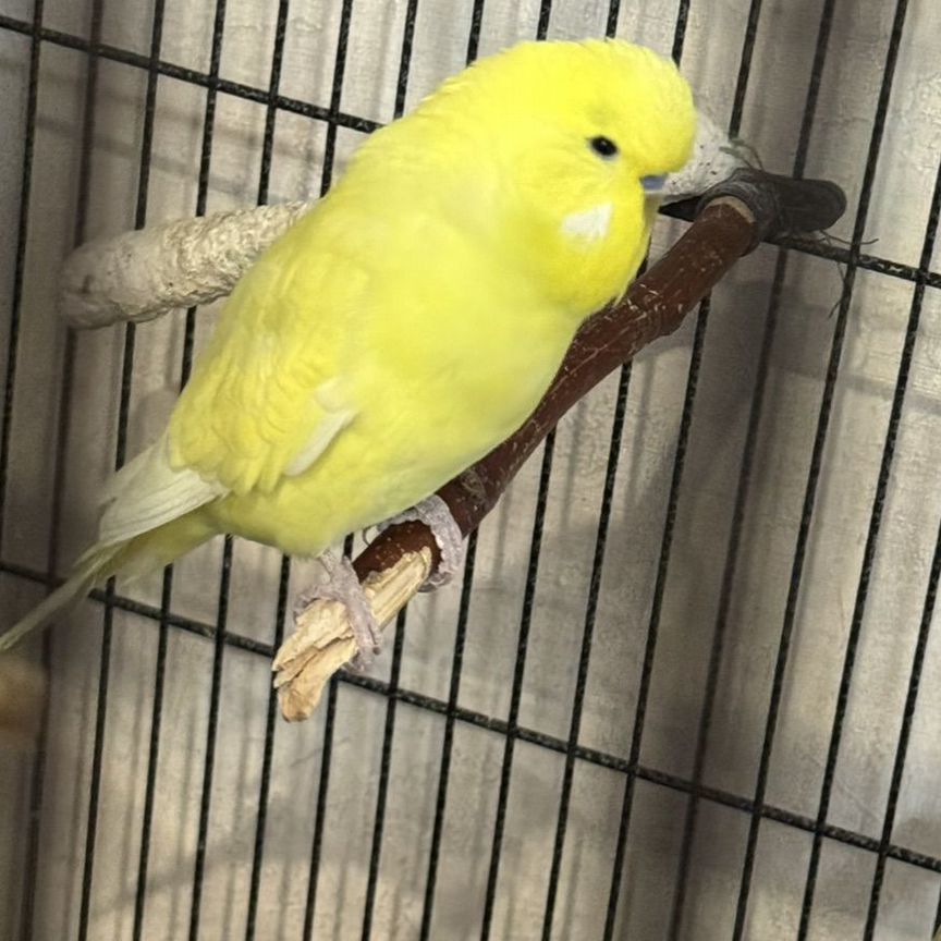 Попугай получех