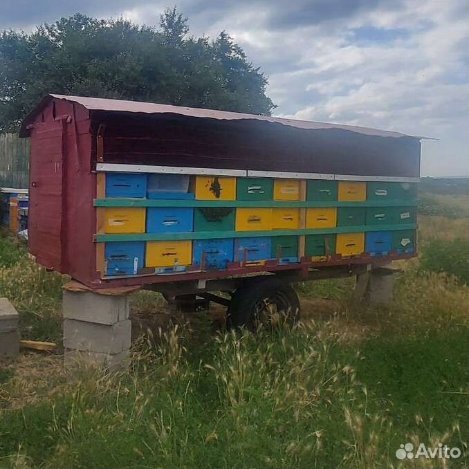 Пчелы и пчелопавильон