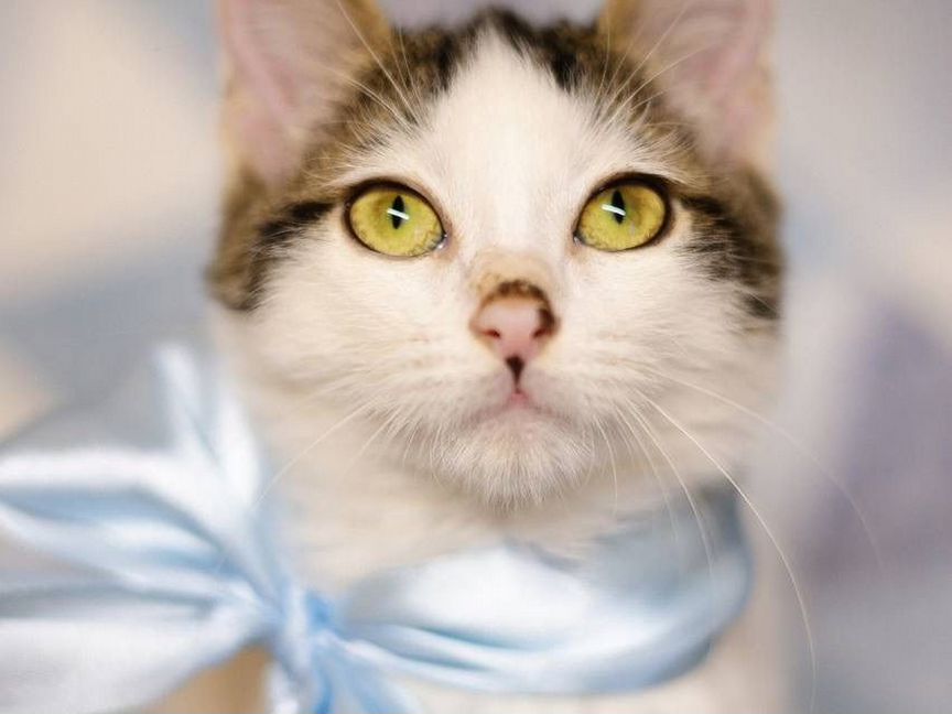 Котенок бесплатно отдам из приюта ищет дом кот