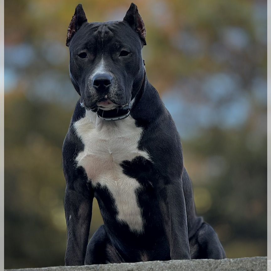 Стаффорд вязка