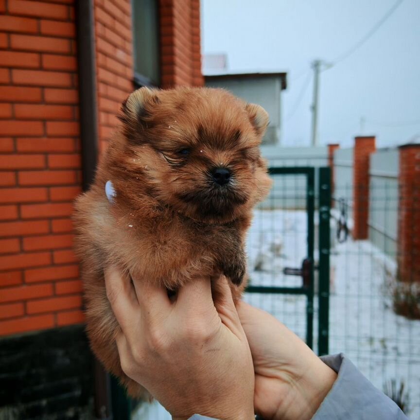 Супер микро мальчик до 1,2 кг