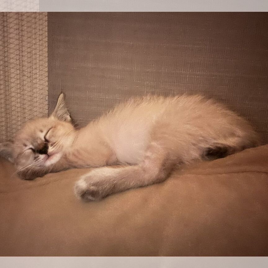 Отдам котенка в добрые руки