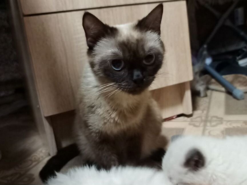 Котята, полу-сиамские,о цене договоримся дëшево