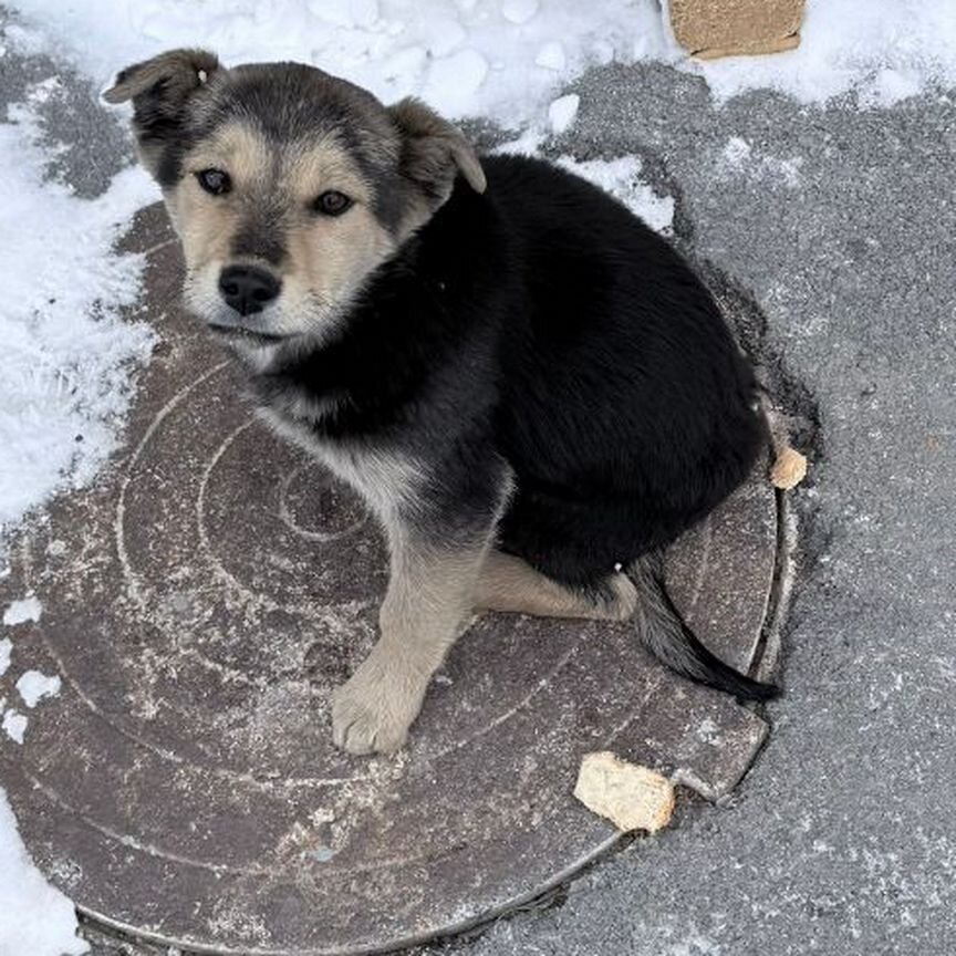 Щенок в добрые руки