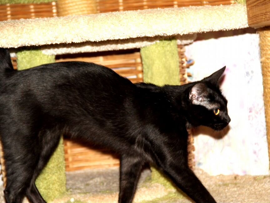 Чаузи сбт чистокровная