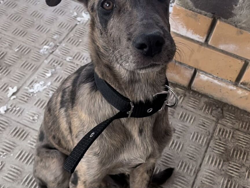 Щенок в добрые руки, срочный пристрой