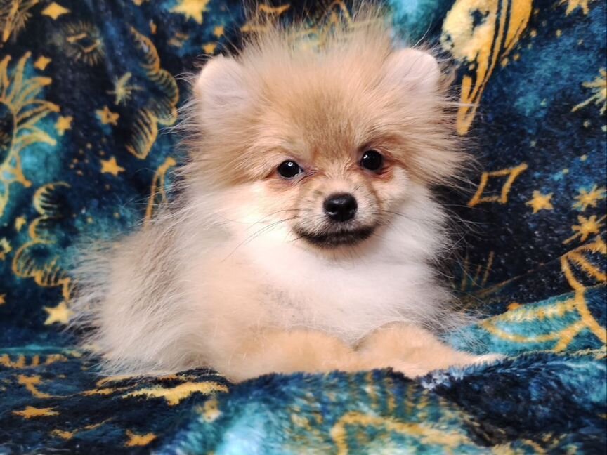 Щенки шпица Девочки