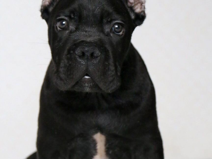 Кане Корсо,мальчик