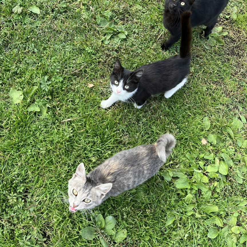 Котята