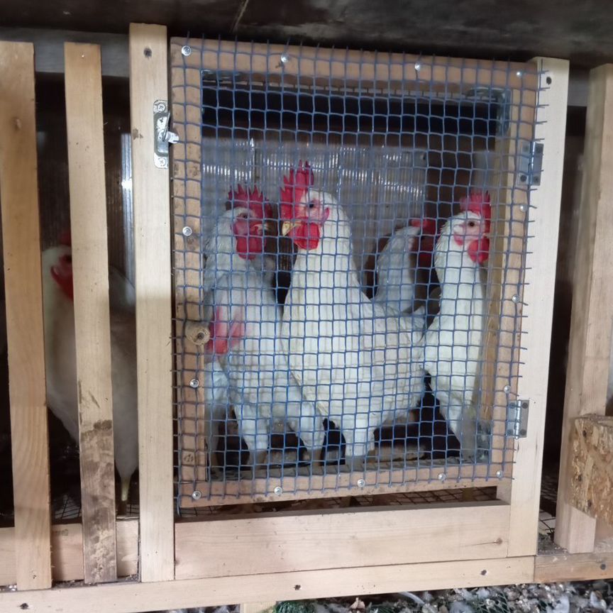 Продам петухов