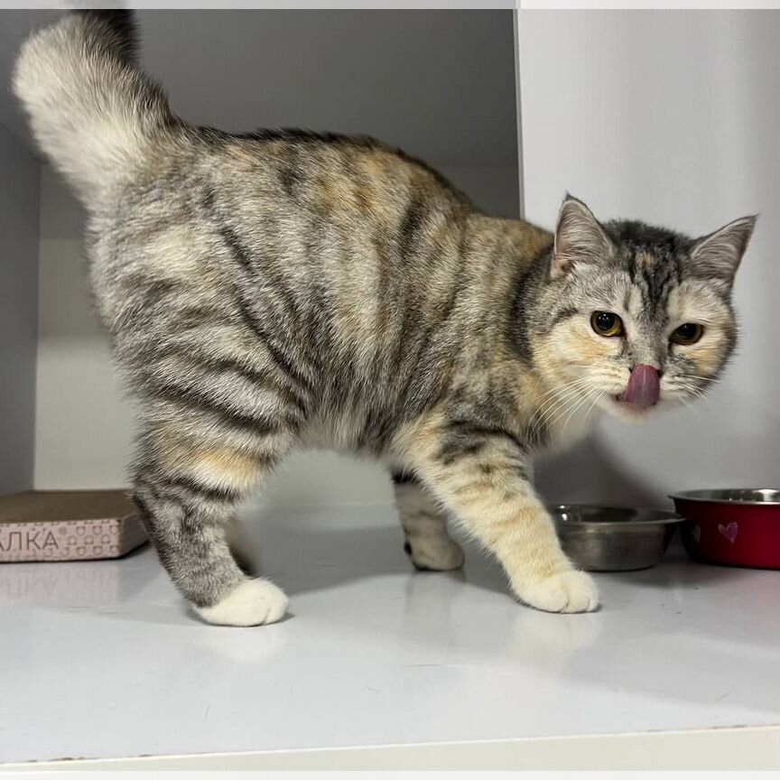 Взрослая, Девочка кошка в добрые руки