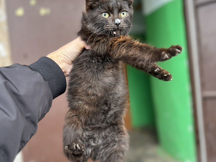 Котенок черный