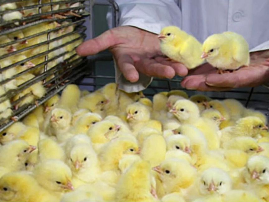 Бройлерный цыплёнок