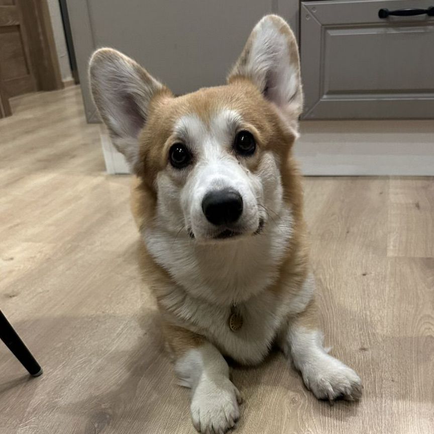 Вельш Корги Пемброк, взрослый пёс