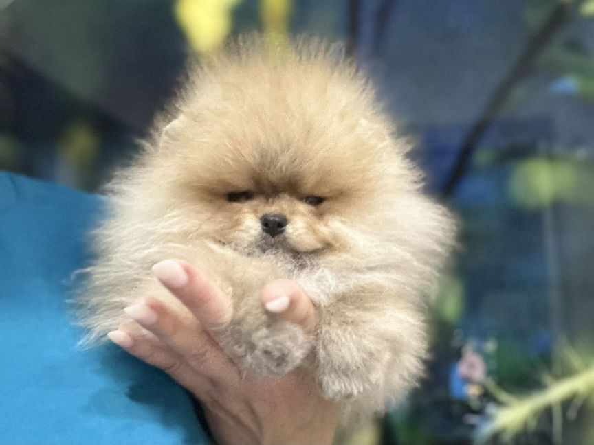 Шикарные мини мишки