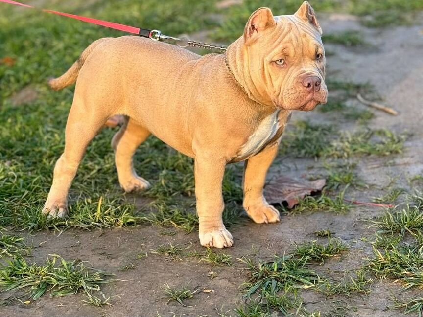 Американский булли покет