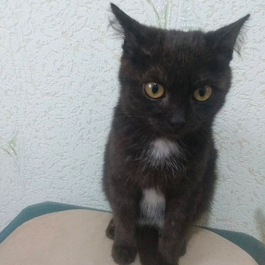 Черный котенок кошечка