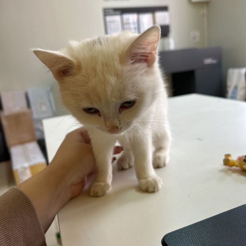 Отдам в добрые руки маленькую кошечку