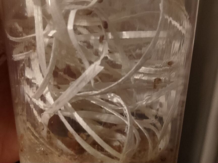 Муха дрозофила (муха плодовая)